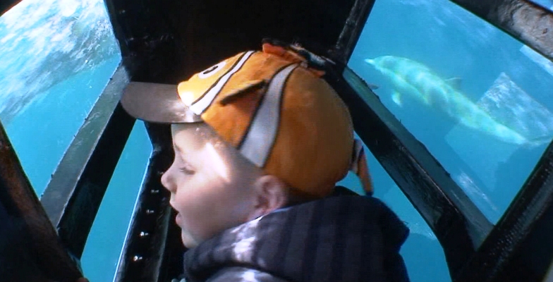 4 Up-Close Encounters with Sea Creatures | Bucket List Experiences ...