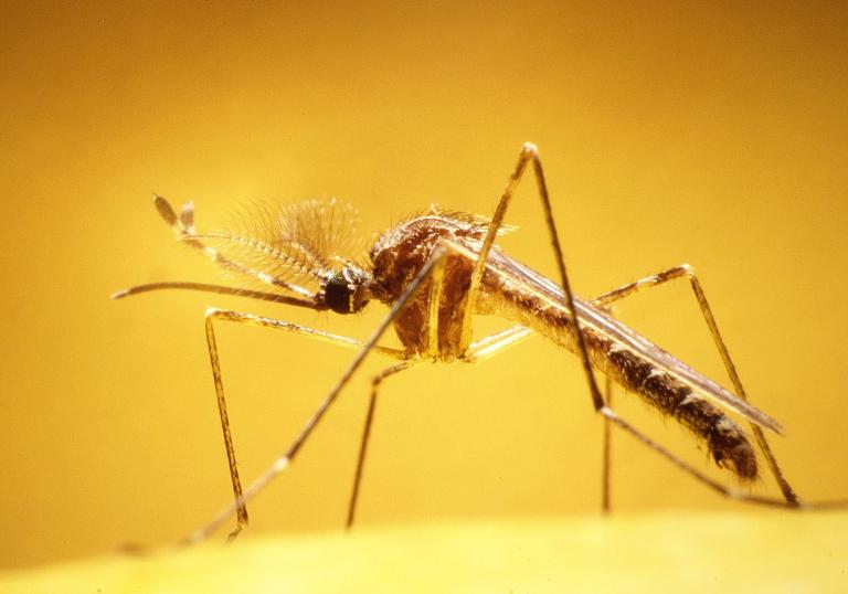 5 Tropical Places with Bad Mosquito Problems - MiniTime