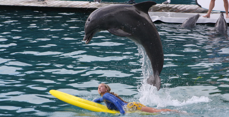 Dolphin Encounters at the Miami Seaquarium | Family Adventures with ...