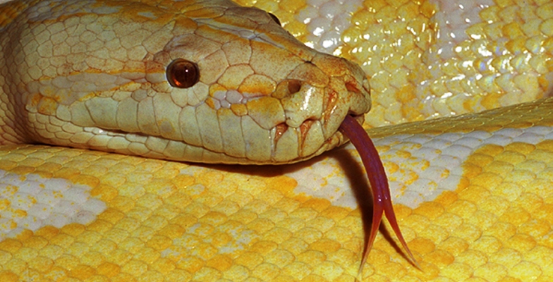 Snakes Alive! 6 Standout Serpentariums | Top Snake and Reptile Zoos in ...